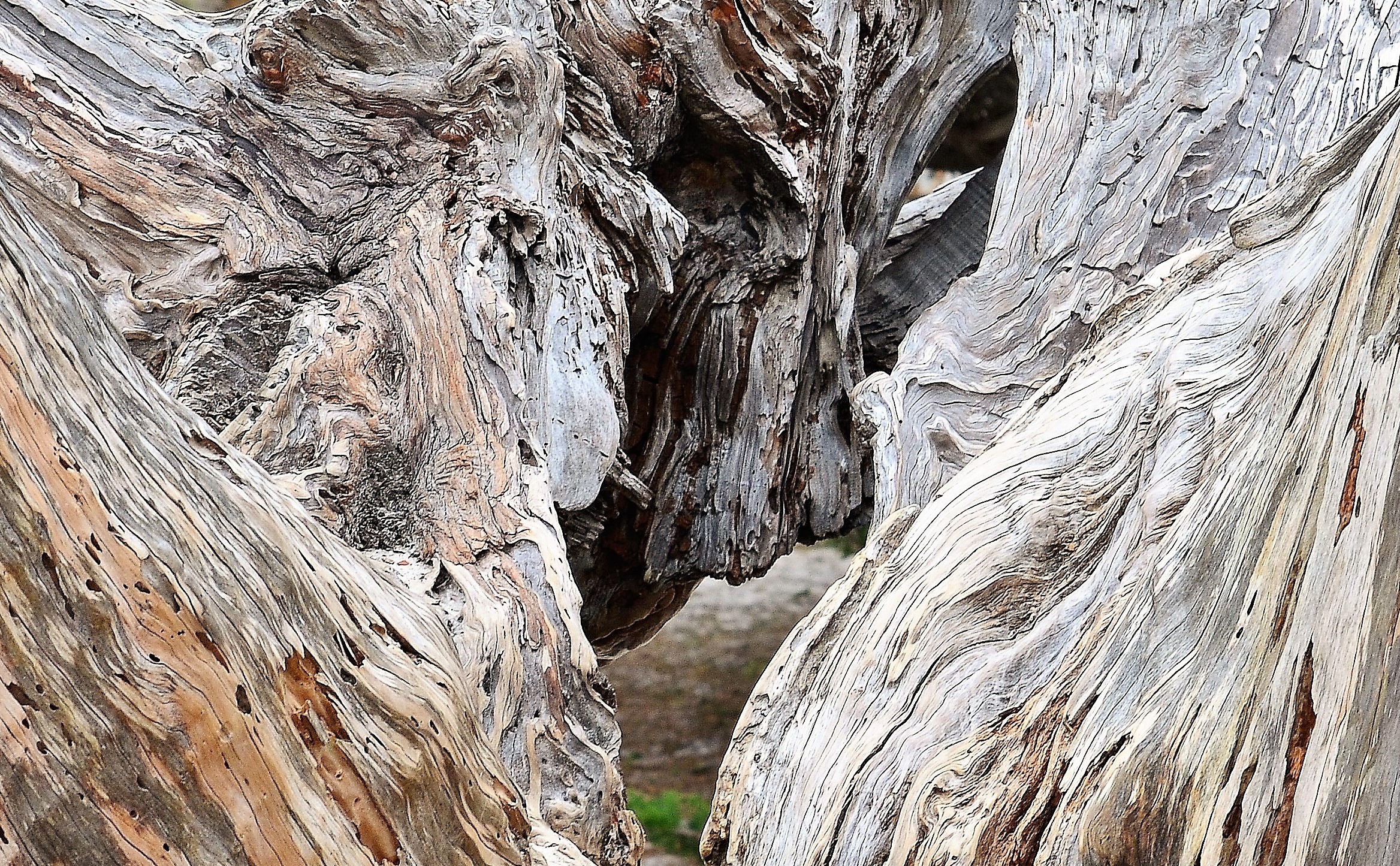 Inside Story On Split Trees – 67Steffen.com