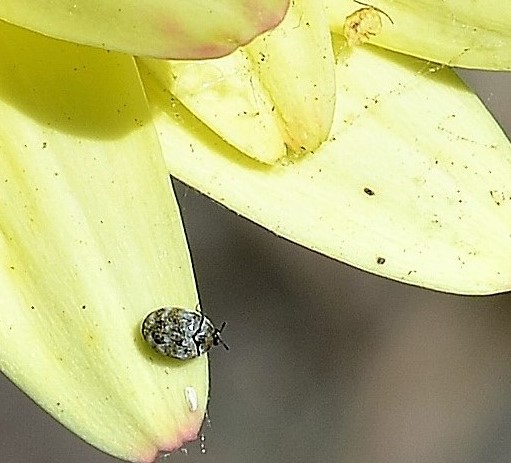 World’s Smallest Ladybug – 67Steffen.com