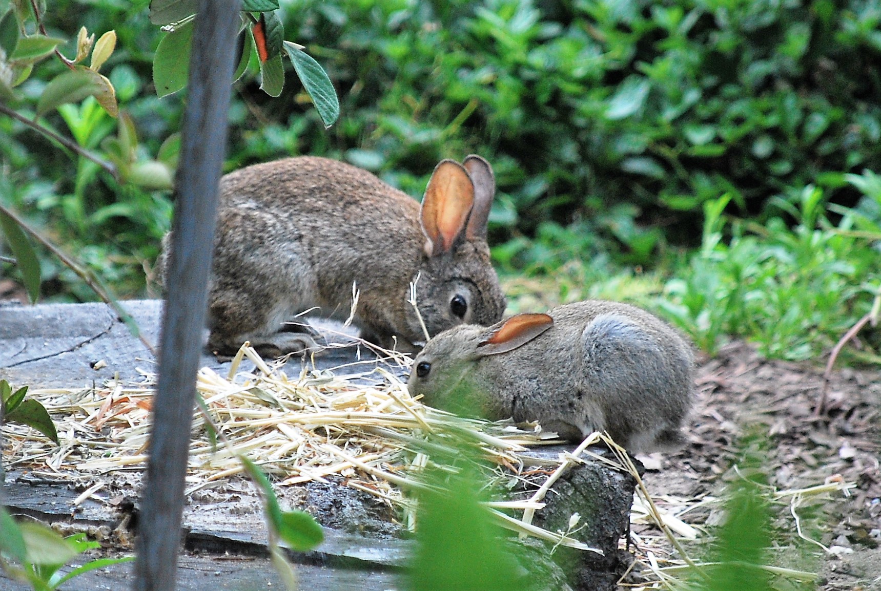 Wild Rabbit Family – 67Steffen.com