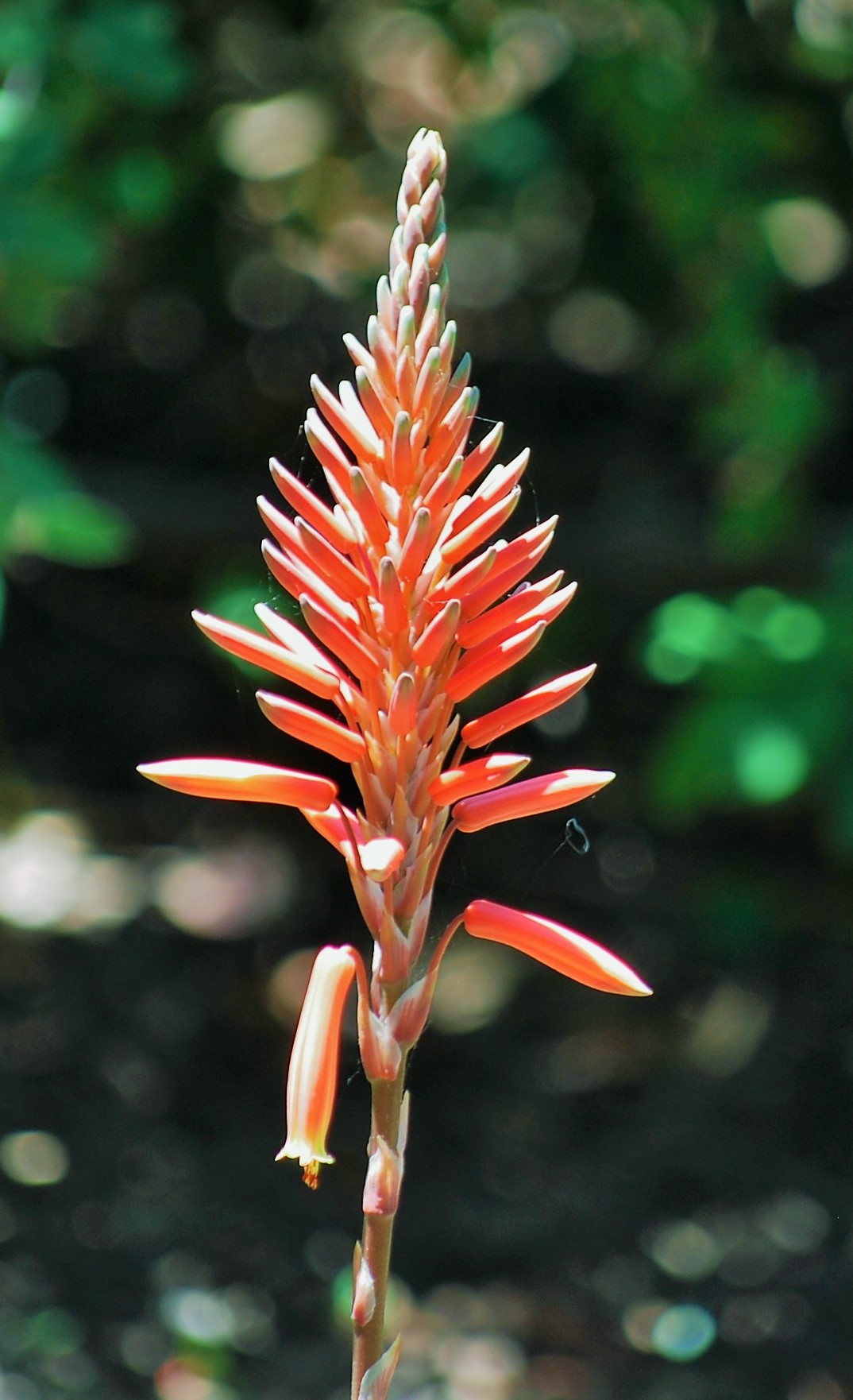 Aloe Venus – 67Steffen.com