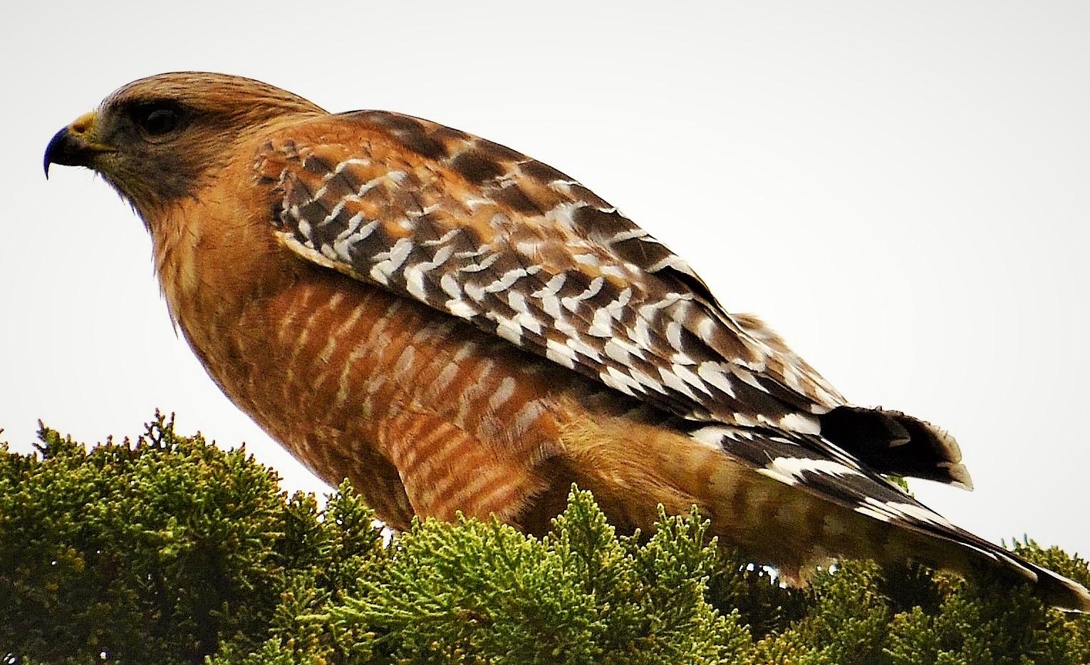 A Hawk and a Crow – 67Steffen.com