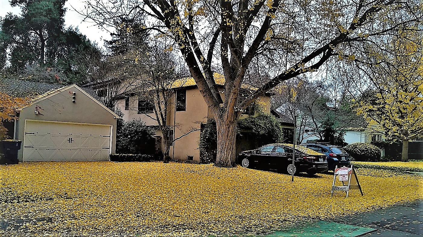 Yellow “Snow” – 67Steffen.com