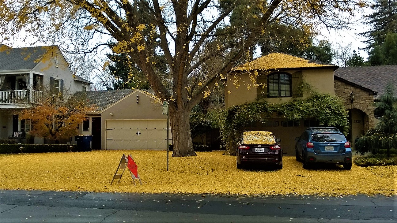 Yellow “Snow” – 67Steffen.com