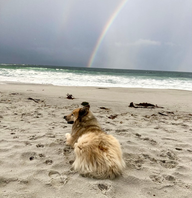 Rainbow and My Dog – 67Steffen.com